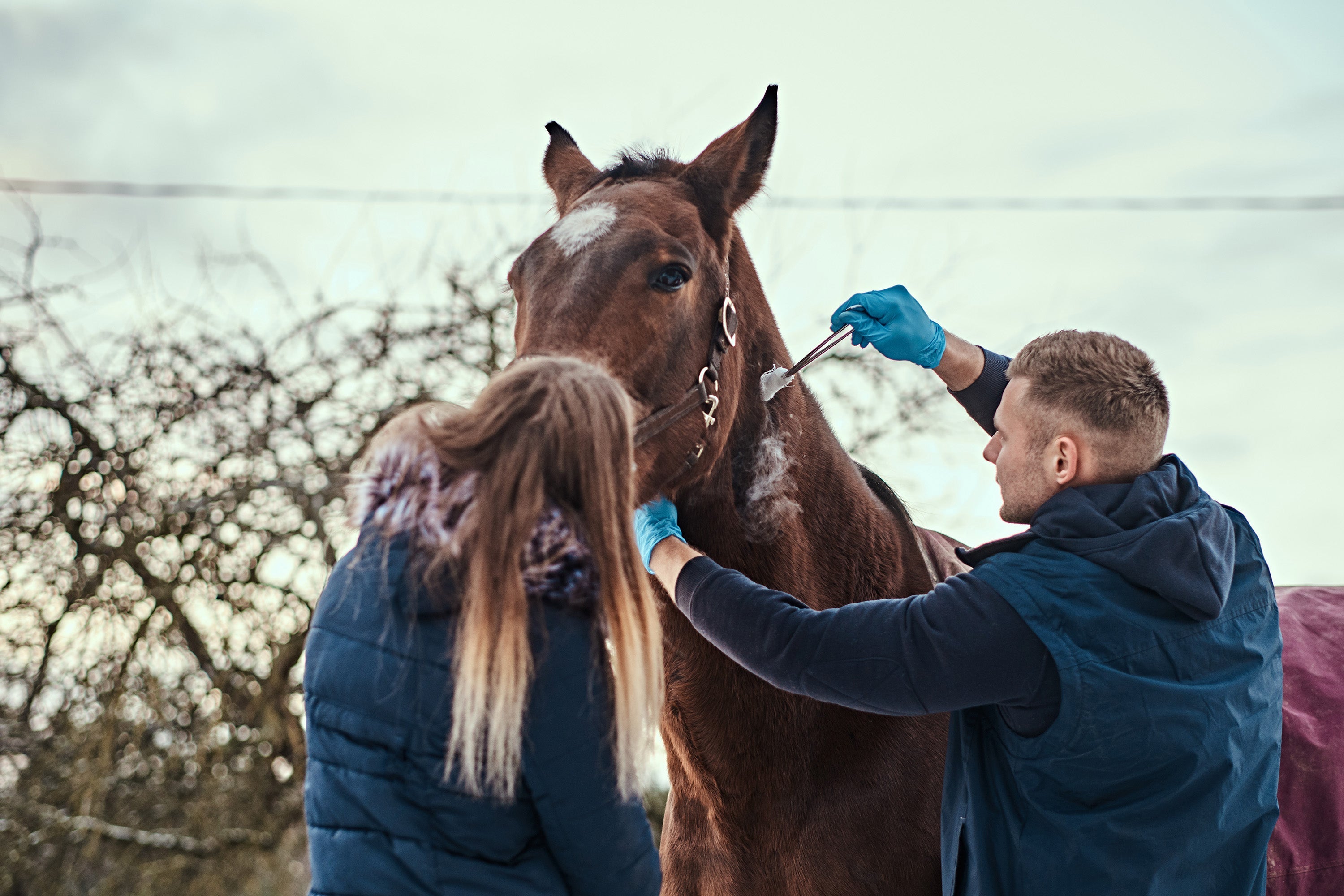 Daily Horse Care Checklist for Happy & Healthy Horses – OUMA HORSE